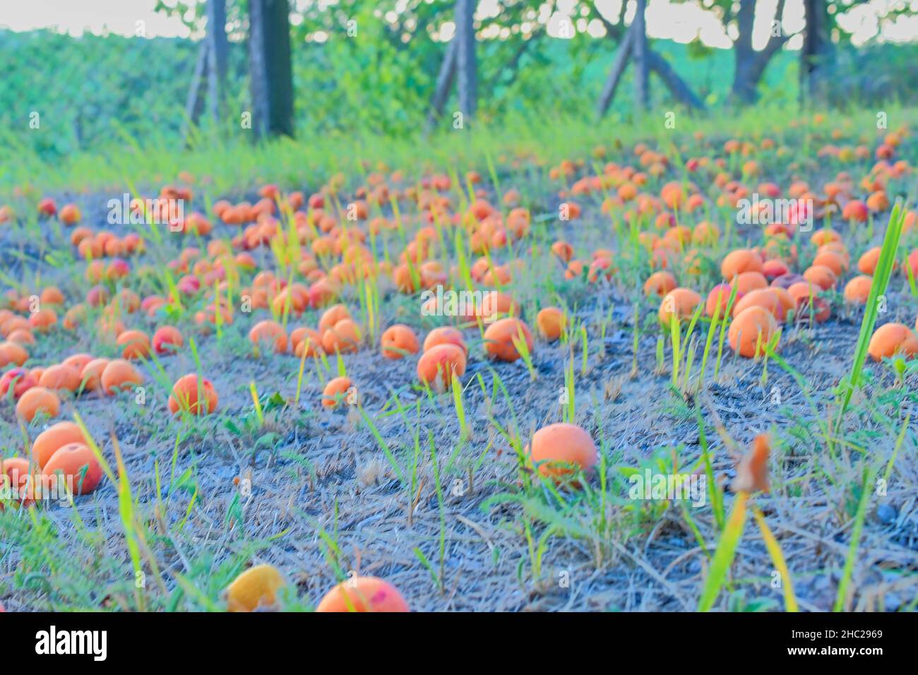 Fallen and rotten apricots on grass. Rural and summer concept Stock ...
