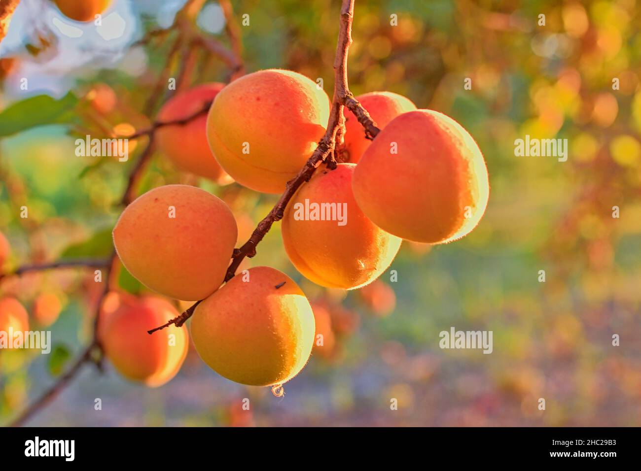 Bright beautiful juicy ripe orange apricots. The concept of the summer ...