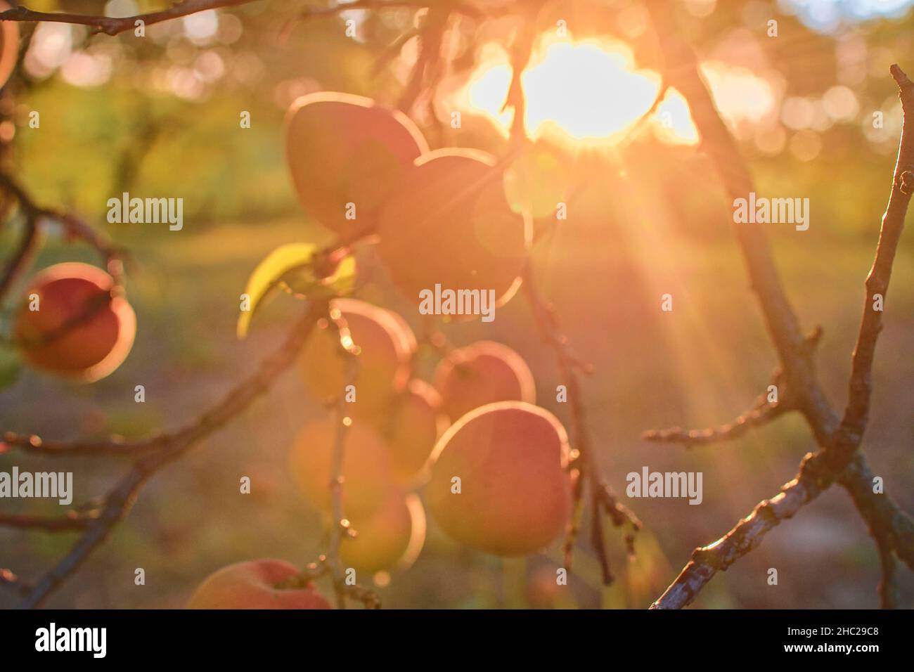 Orange fruit orchard sunset hi-res stock photography and images - Alamy