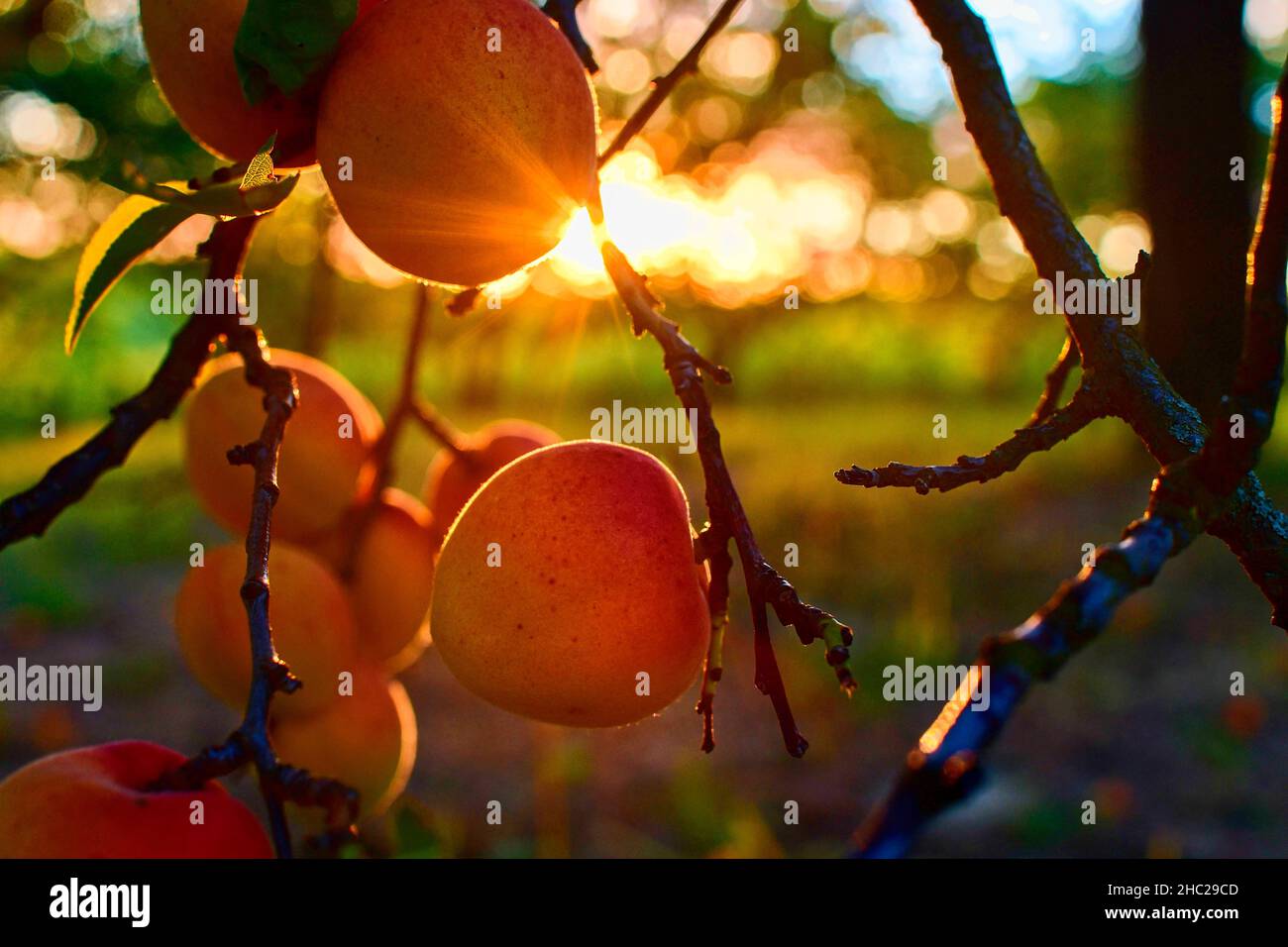 Orange fruit orchard sunset hi-res stock photography and images - Alamy