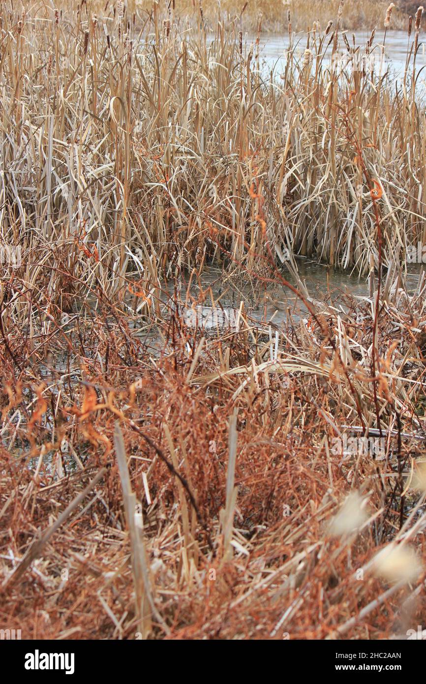 Wild golden reeds growing on the lake front Stock Photo - Alamy