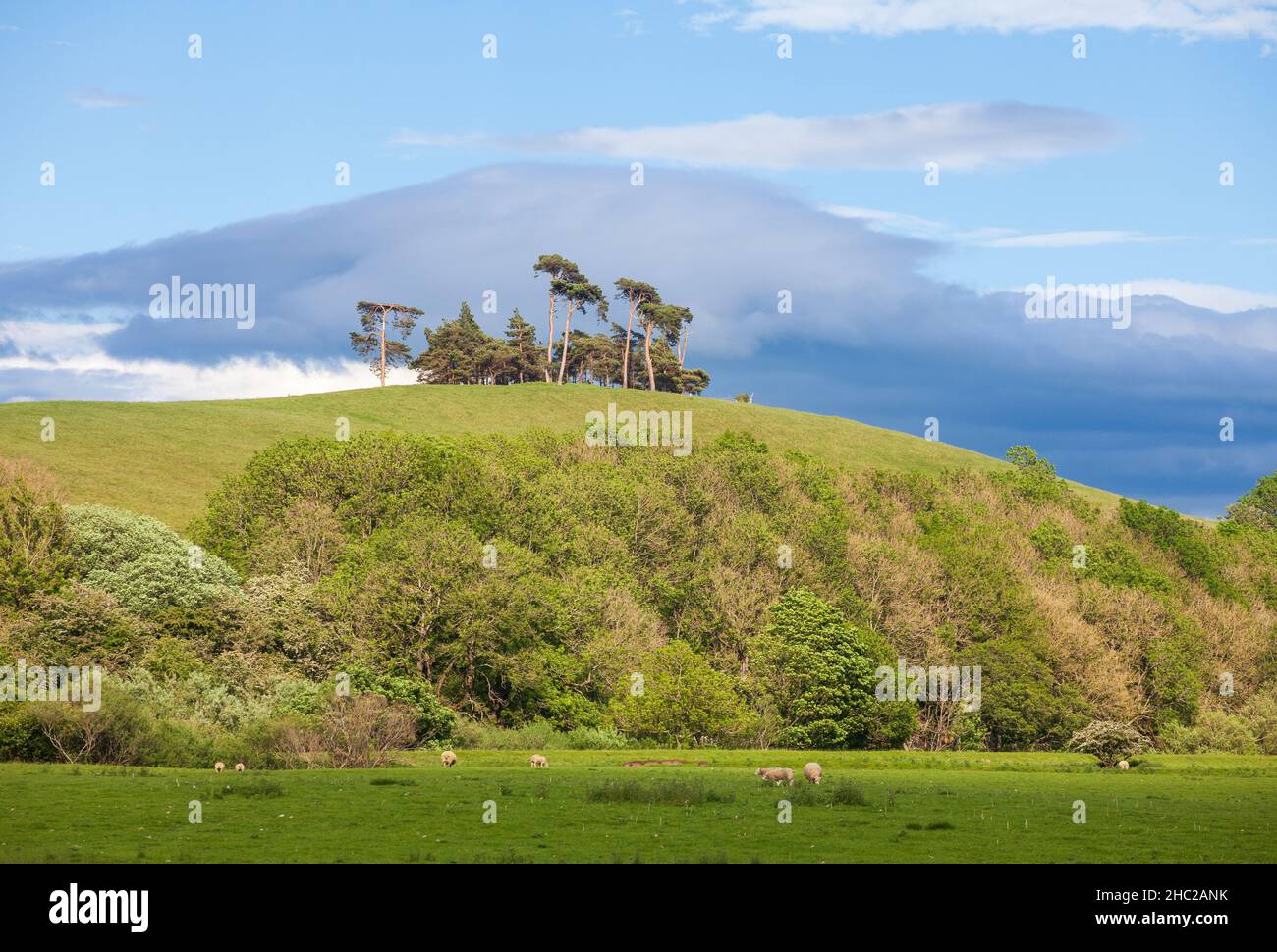 Sheep grazing in meadows beneath Lady Hill, an ice age drumlin in ...
