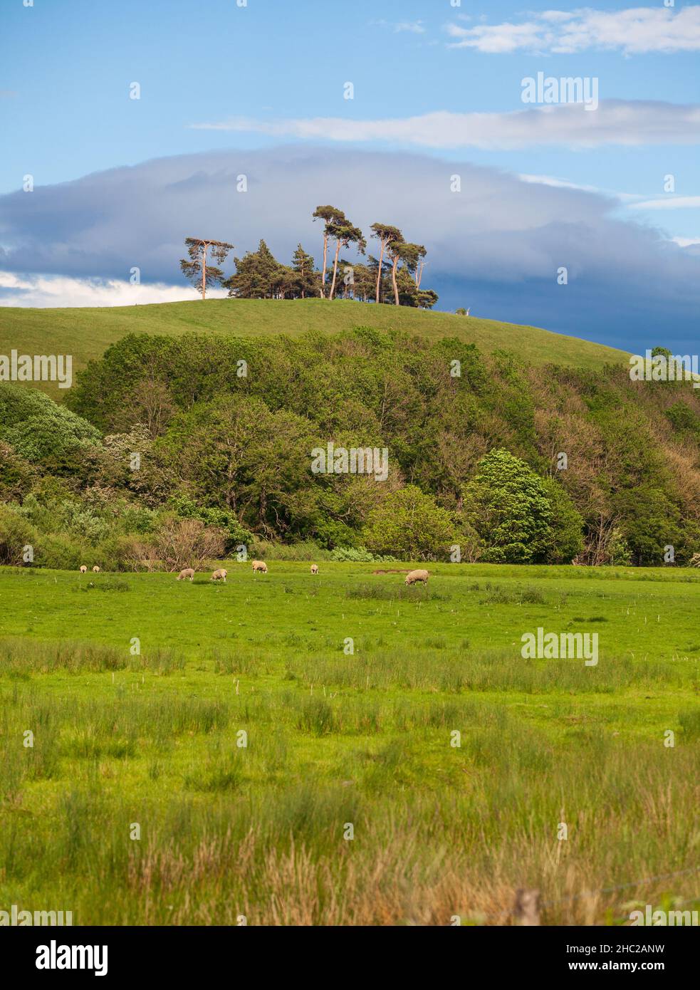 Sheep grazing in meadows beneath Lady Hill, an ice age drumlin in ...
