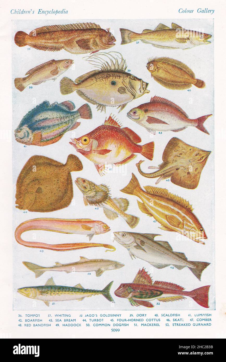 Vintage illustrations of Fishes of our British Seas 1930s Stock Photo ...