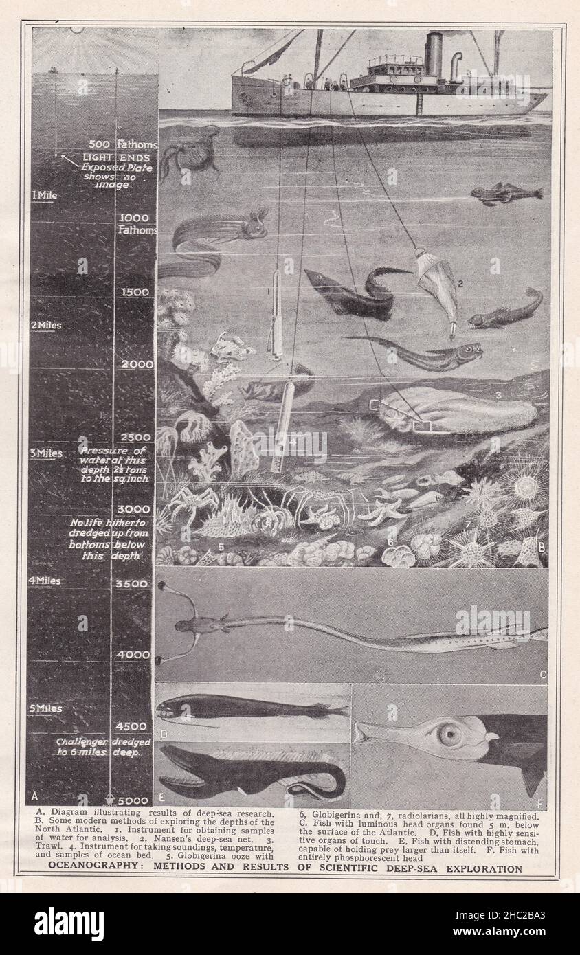 Ecosystem dynamics hi-res stock photography and images - Alamy
