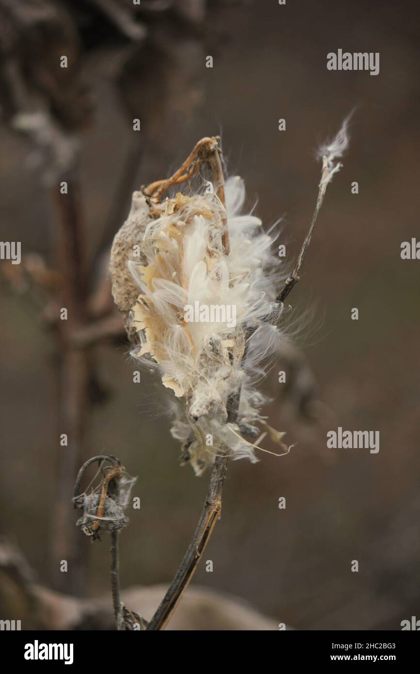 Milk weed pods hi-res stock photography and images - Alamy