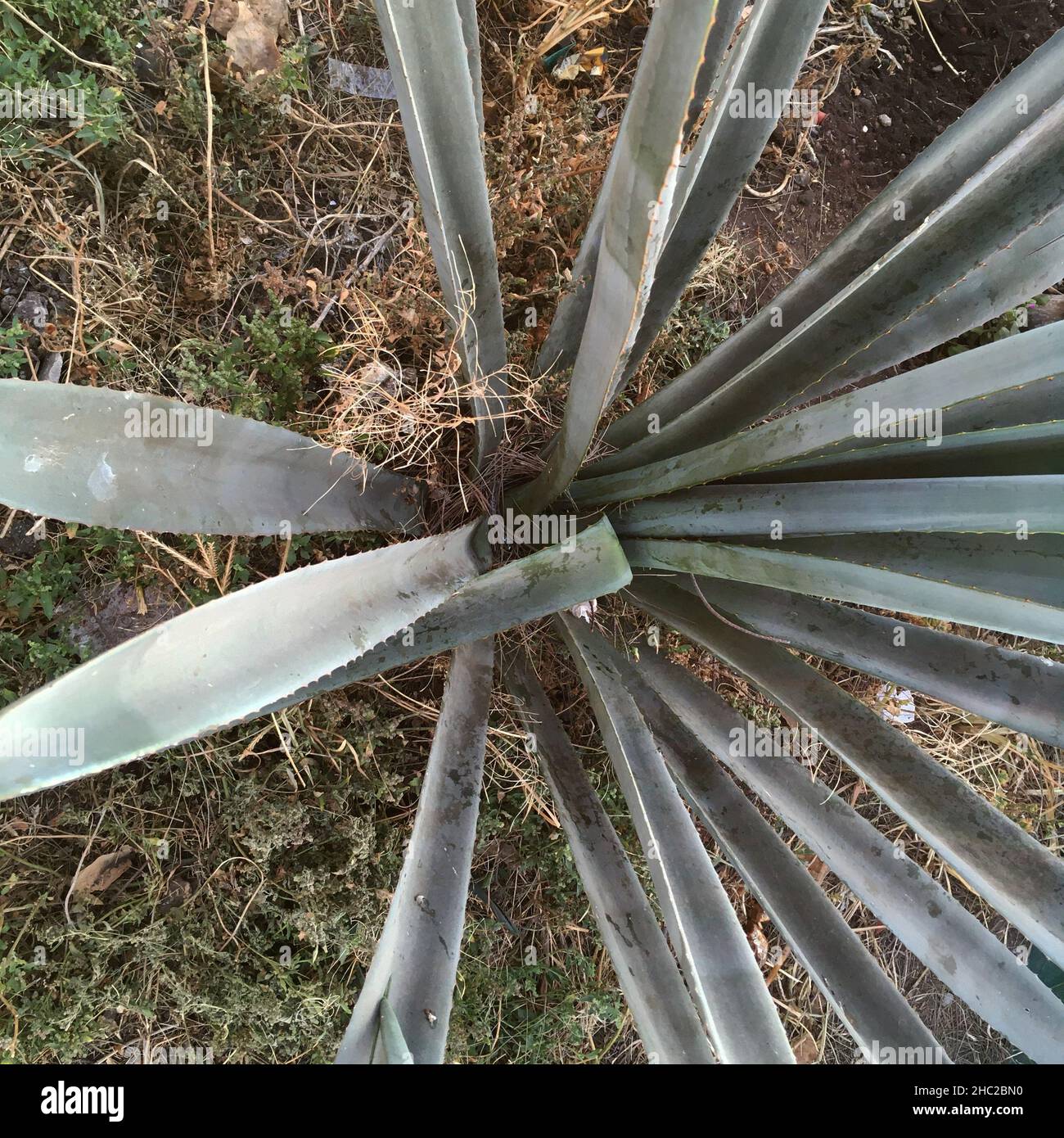 Colorful maguey hi-res stock photography and images - Alamy