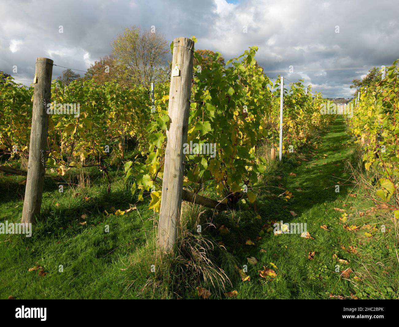 Grape vines, Renishaw Hall Vineyard, near Sheffield, England, UK Stock ...