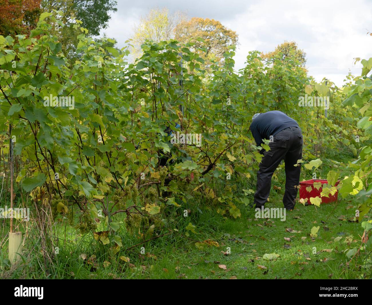 Harvesting the grapes at Renishaw Hall Vineyard, near Sheffield ...