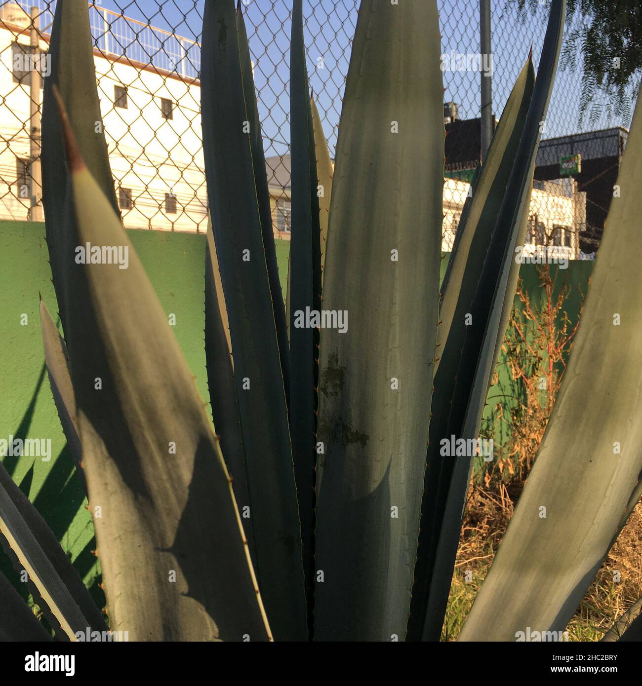 Agave Maguey. Nature details Stock Photo - Alamy