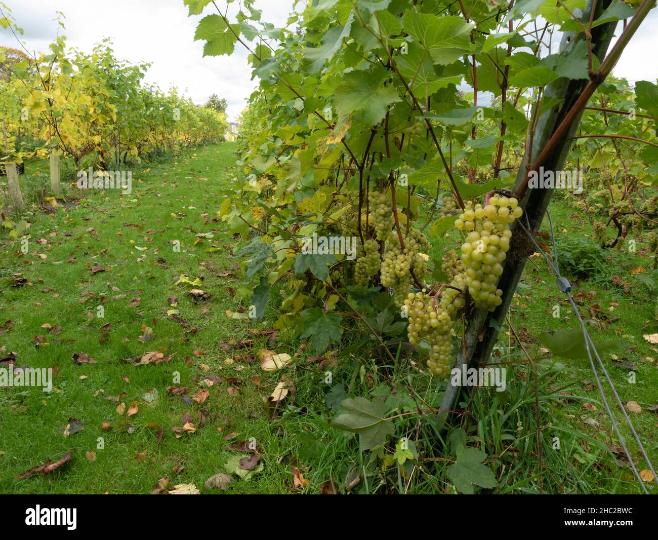 Grape vines, Renishaw Hall Vineyard, near Sheffield, England, UK Stock ...