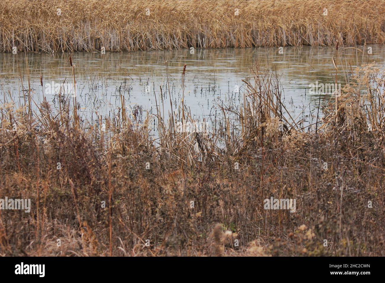 Wild golden reeds growing on the lake front Stock Photo - Alamy