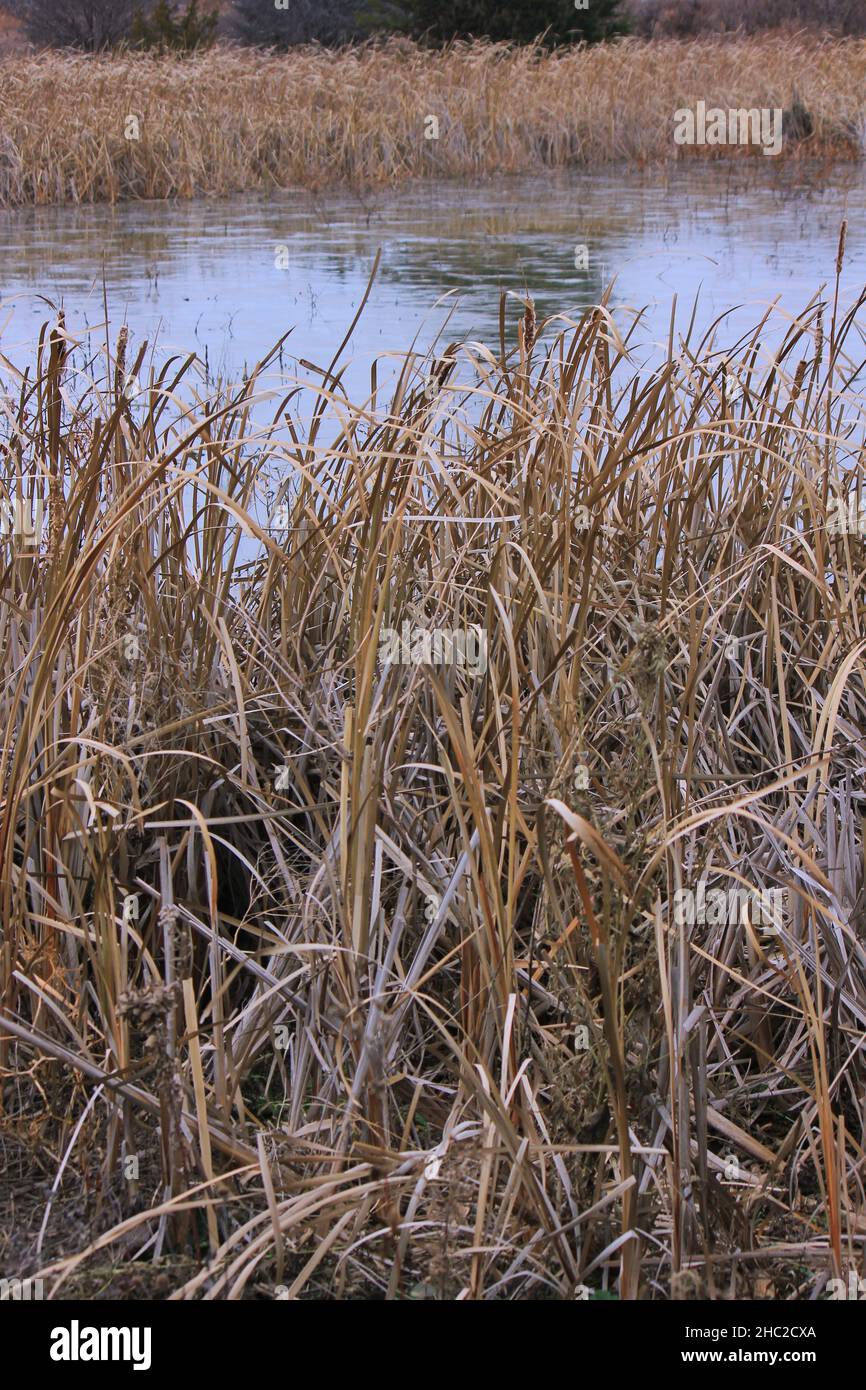 Wild golden reeds growing on the lake front Stock Photo - Alamy