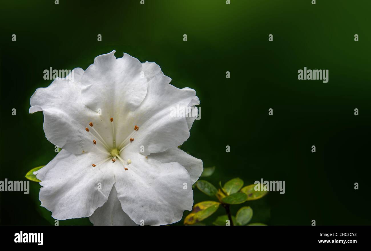 White azalea rhododendron evergreen foliage flower close up view Stock ...
