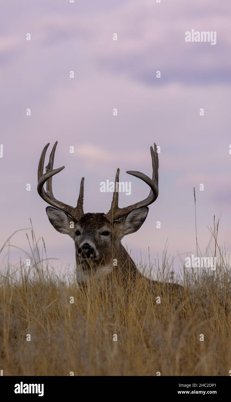 Whitetail Deer Buck in Autumn in Colorado Stock Photo - Alamy