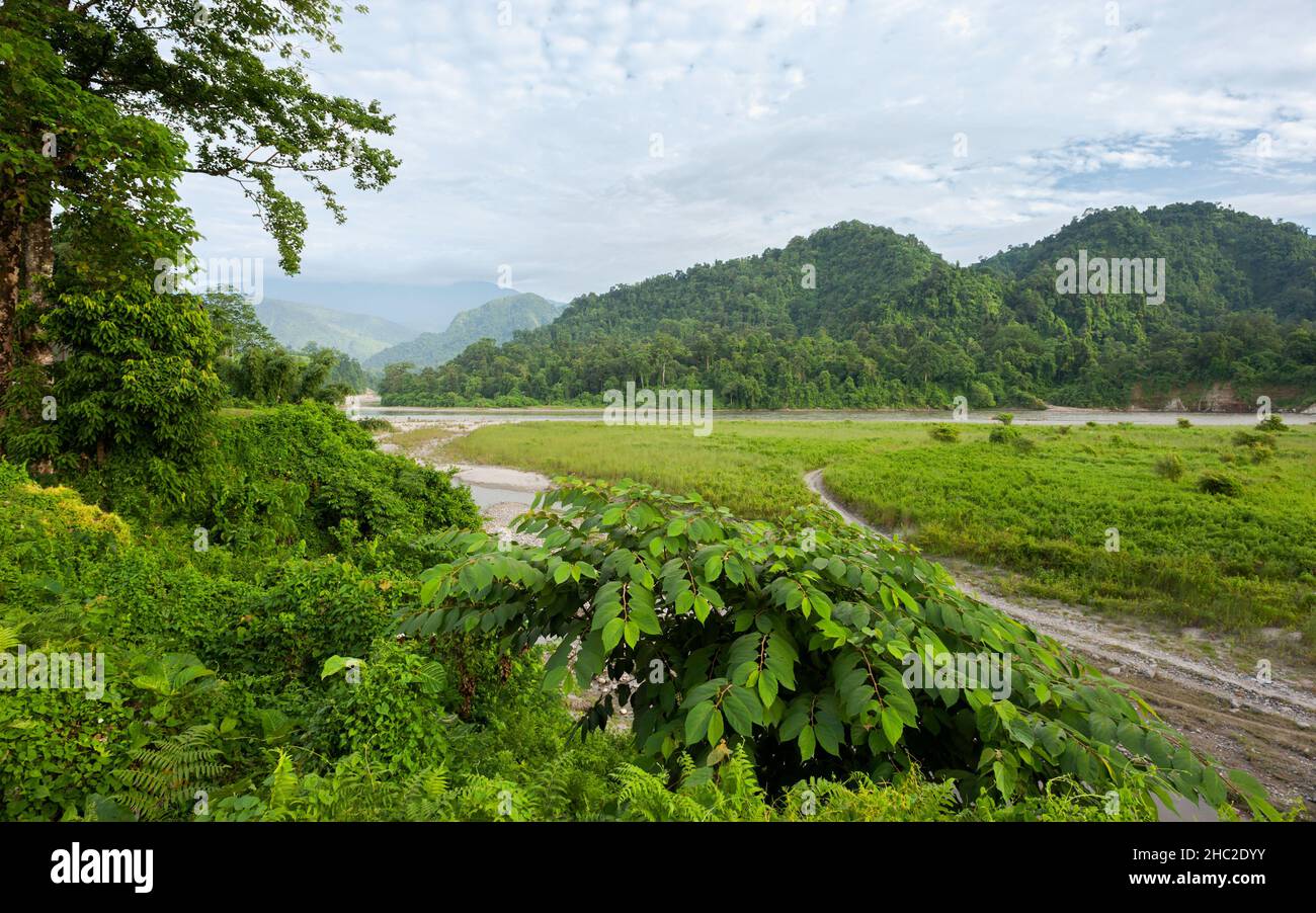Thick flora overlooking hinterland of Kameng river bordered by ...