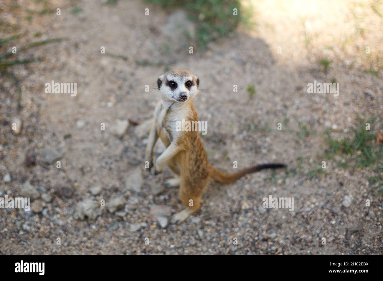 A portrait of a meerkat standing in a typical observer pose on watch ...