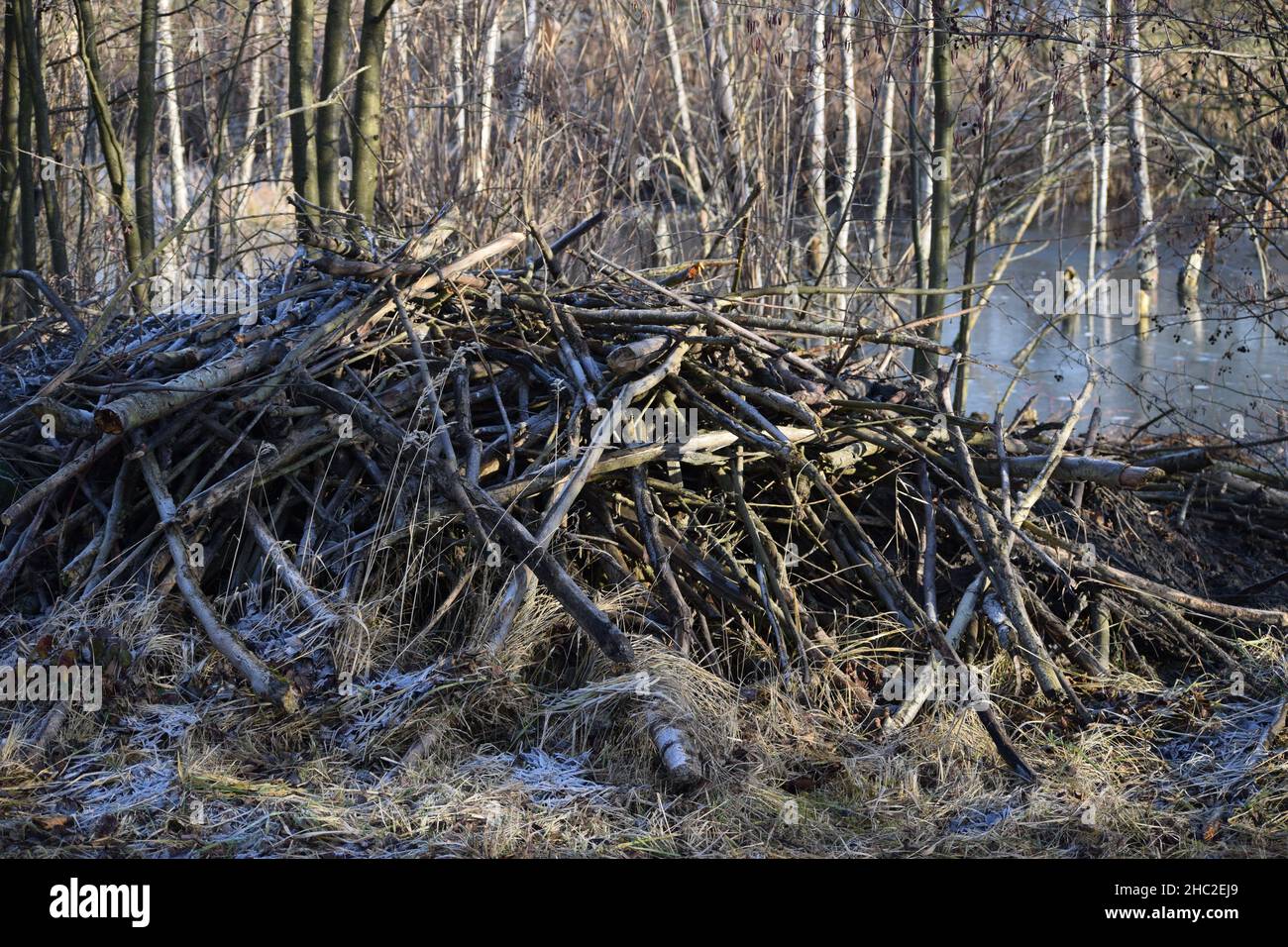 Natural beaver burrow hi-res stock photography and images - Alamy