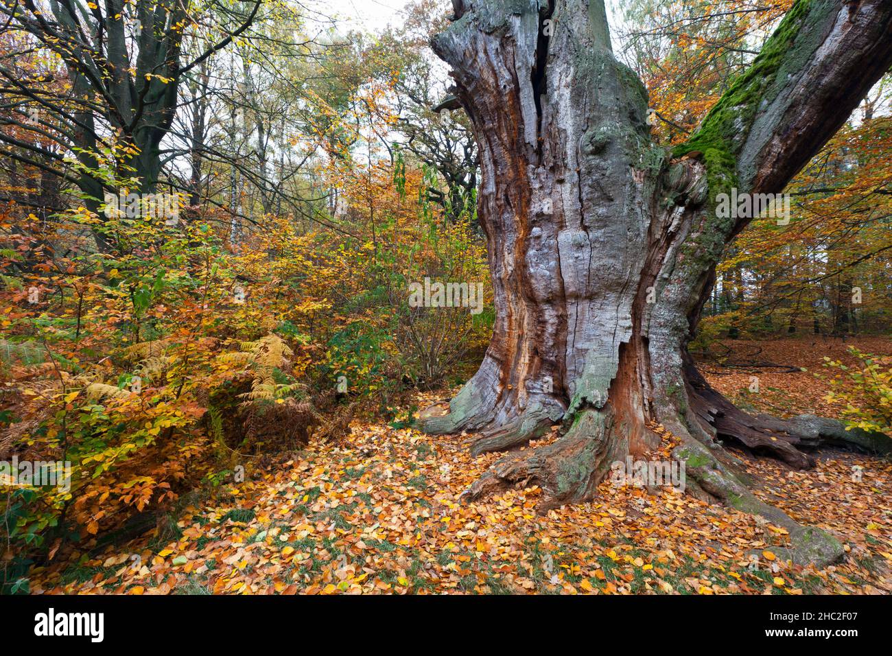 Oak tree, common oak, (Quercus robur), ancient old stem, surrounded by ...