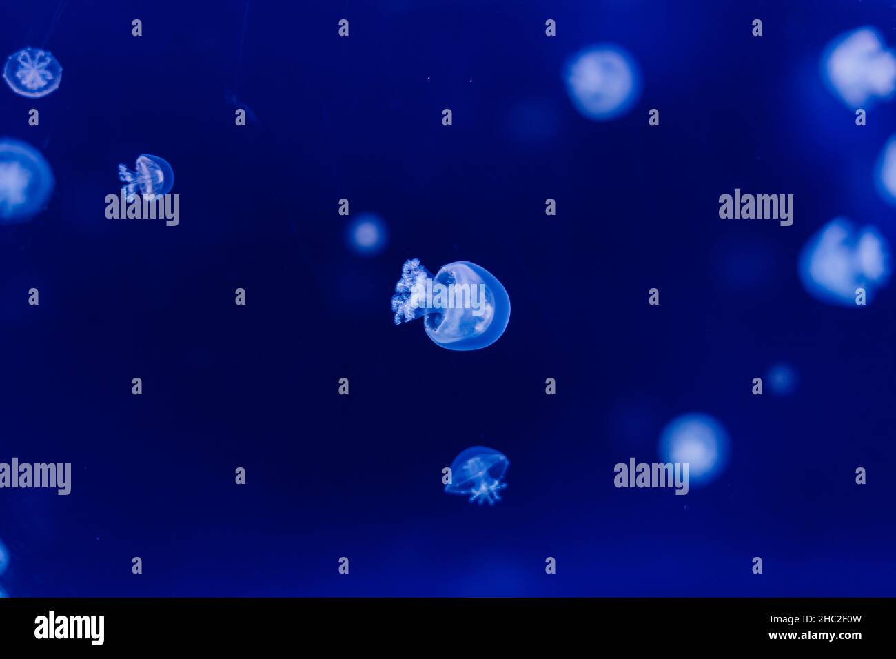 A group of light blue jellyfish swimming in water Stock Photo - Alamy