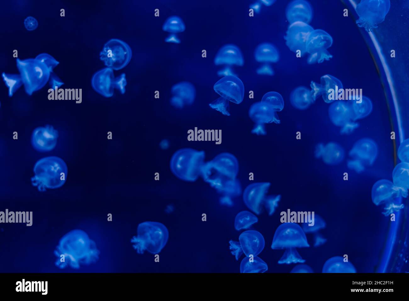 A group of light blue jellyfish swimming in water Stock Photo - Alamy