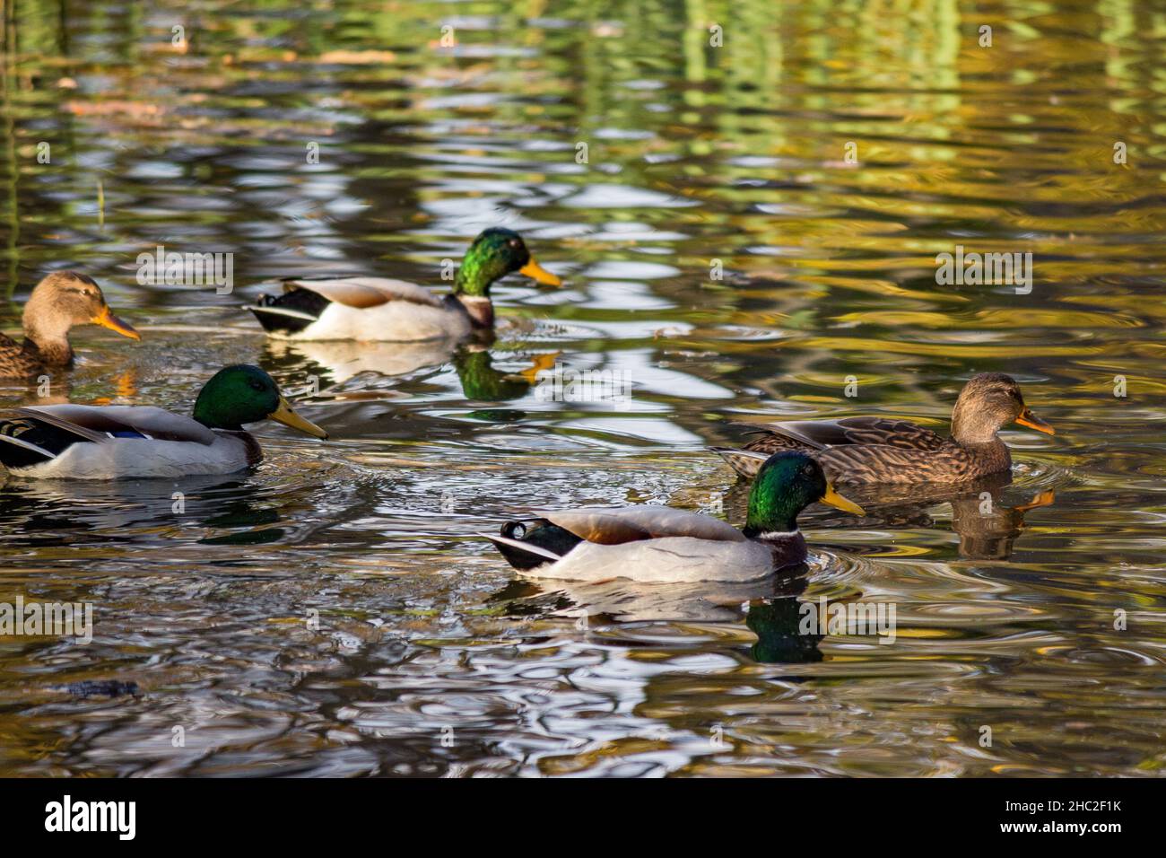 A group of ducks swims on a pond, ripples on the water Stock Photo - Alamy
