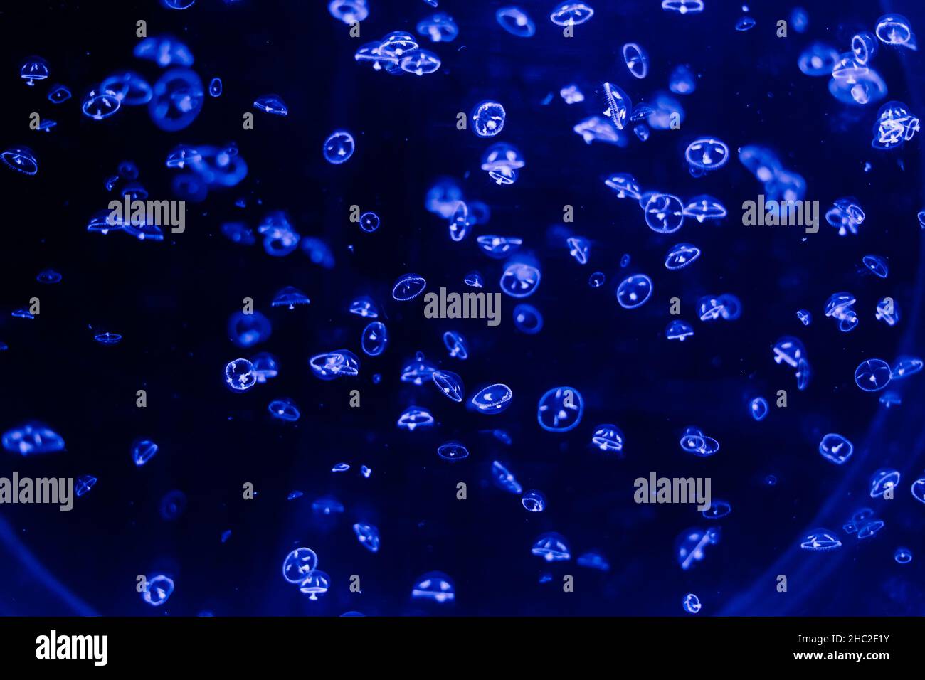 A group of light blue jellyfish swimming in water Stock Photo - Alamy
