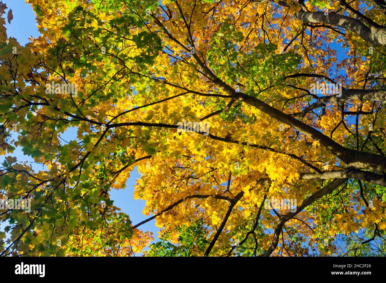 Autumn color, Norway maple, (Acer platanoides), branch structure and ...