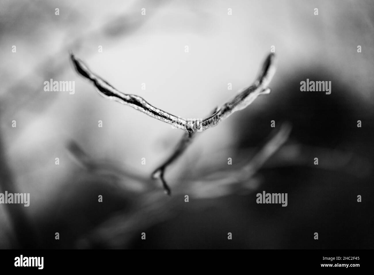 A close up of a twig covered in ice after a freezing rain in Maine ...