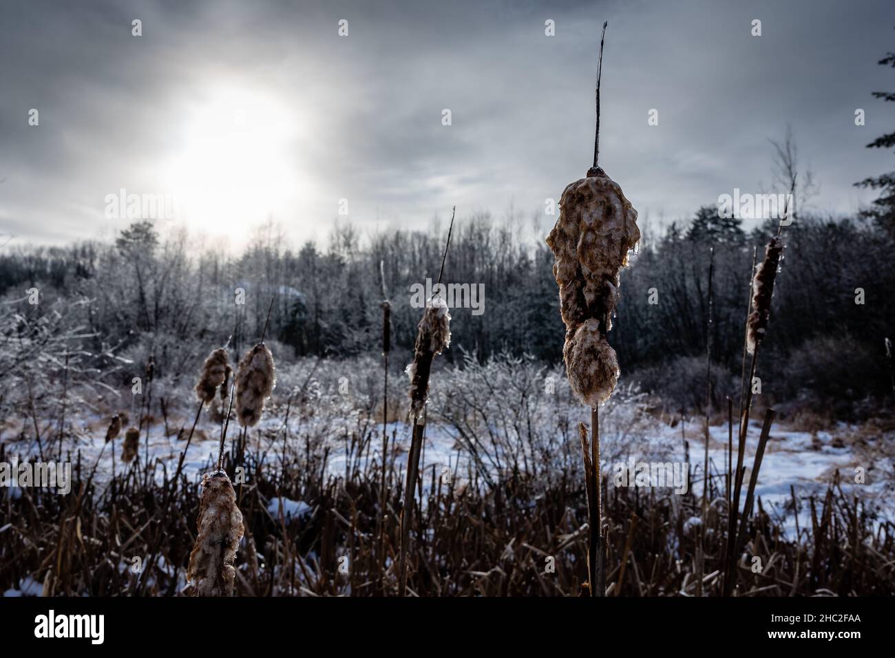 A Cattail stands watch over the sunset after a freezing rain Stock Photo - Alamy