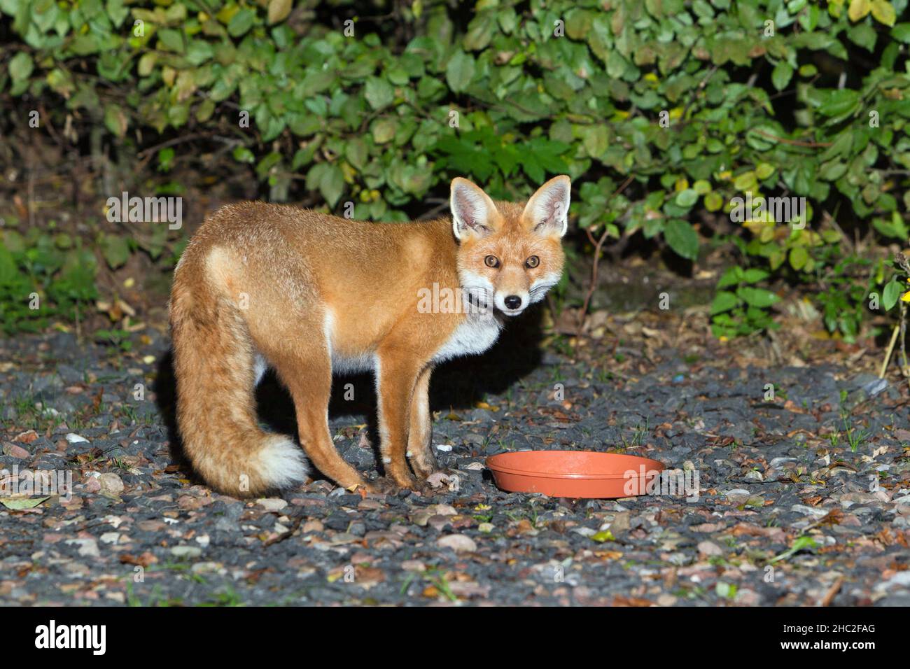 Food dish hi-res stock photography and images - Alamy