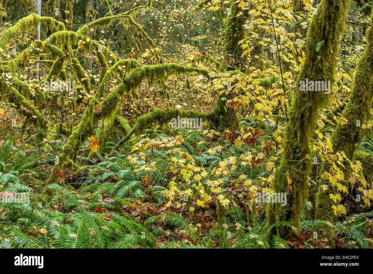 Autumn color in the forest along the streams of Olympic peninsula of ...