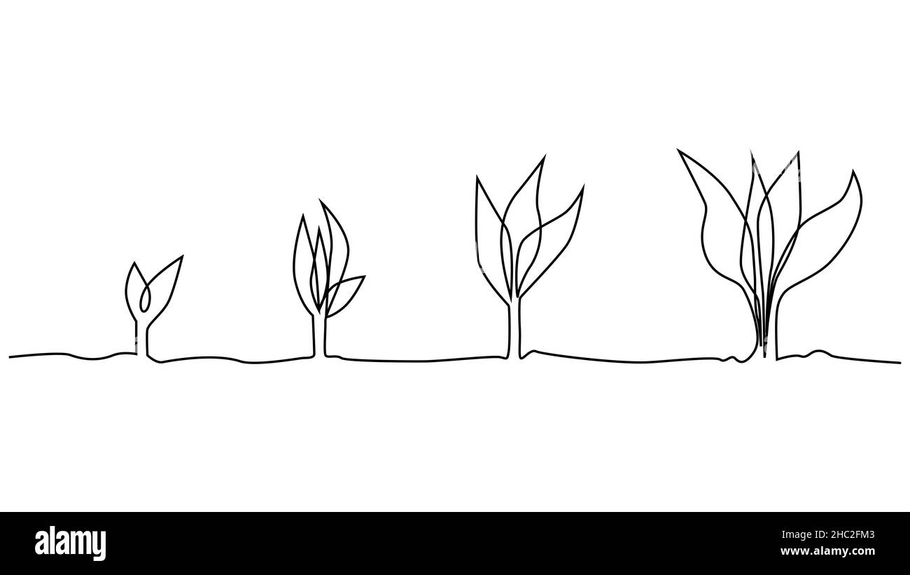 Phase of plant life continuous one line drawing minimalist illustration ...