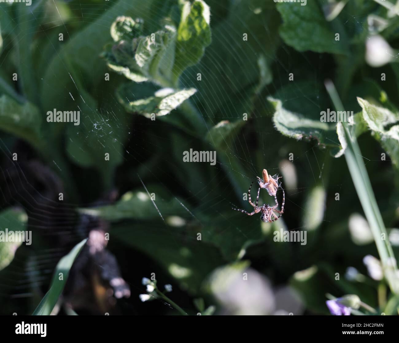 The orb weaver spider and its victim wrapped up in dense web Stock ...