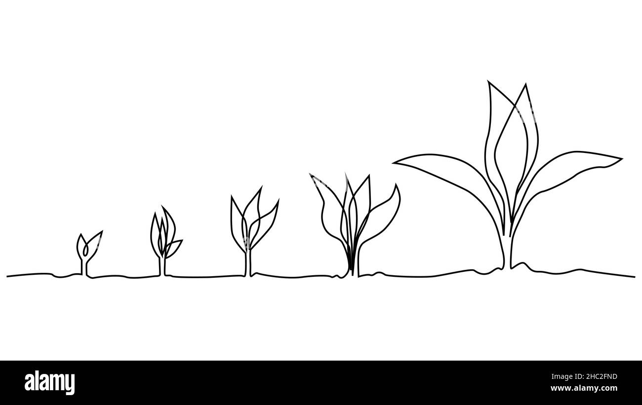Phase of plant life continuous one line drawing minimalist illustration ...