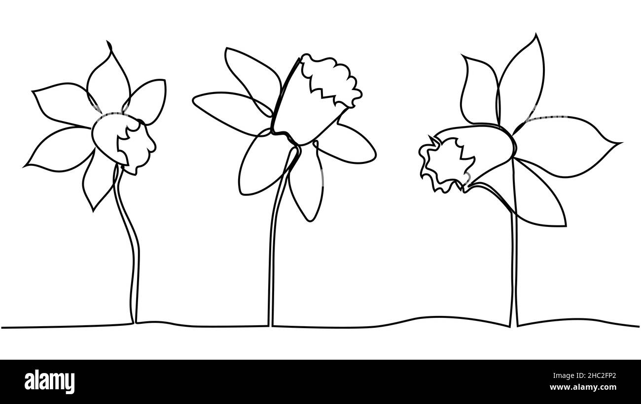 One Single Line Drawing Of Beauty Fresh Narcissus For Garden Printable