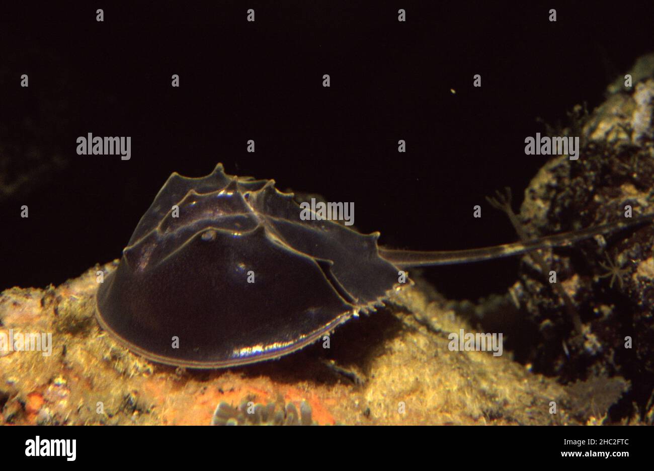 Indo-pacific limulus, Carcinoscorpius rotundicauda Stock Photo - Alamy