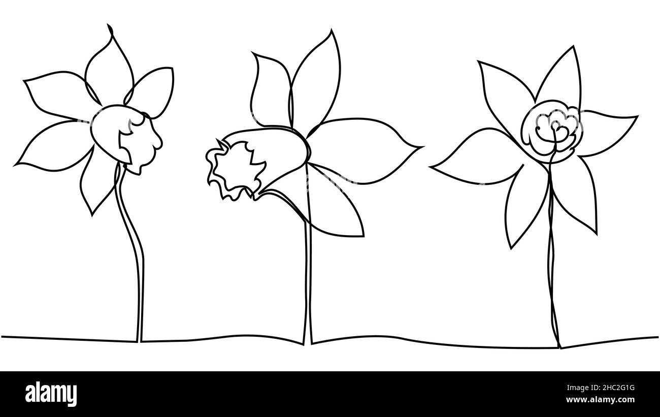 One single line drawing of beauty fresh narcissus for garden. Printable ...