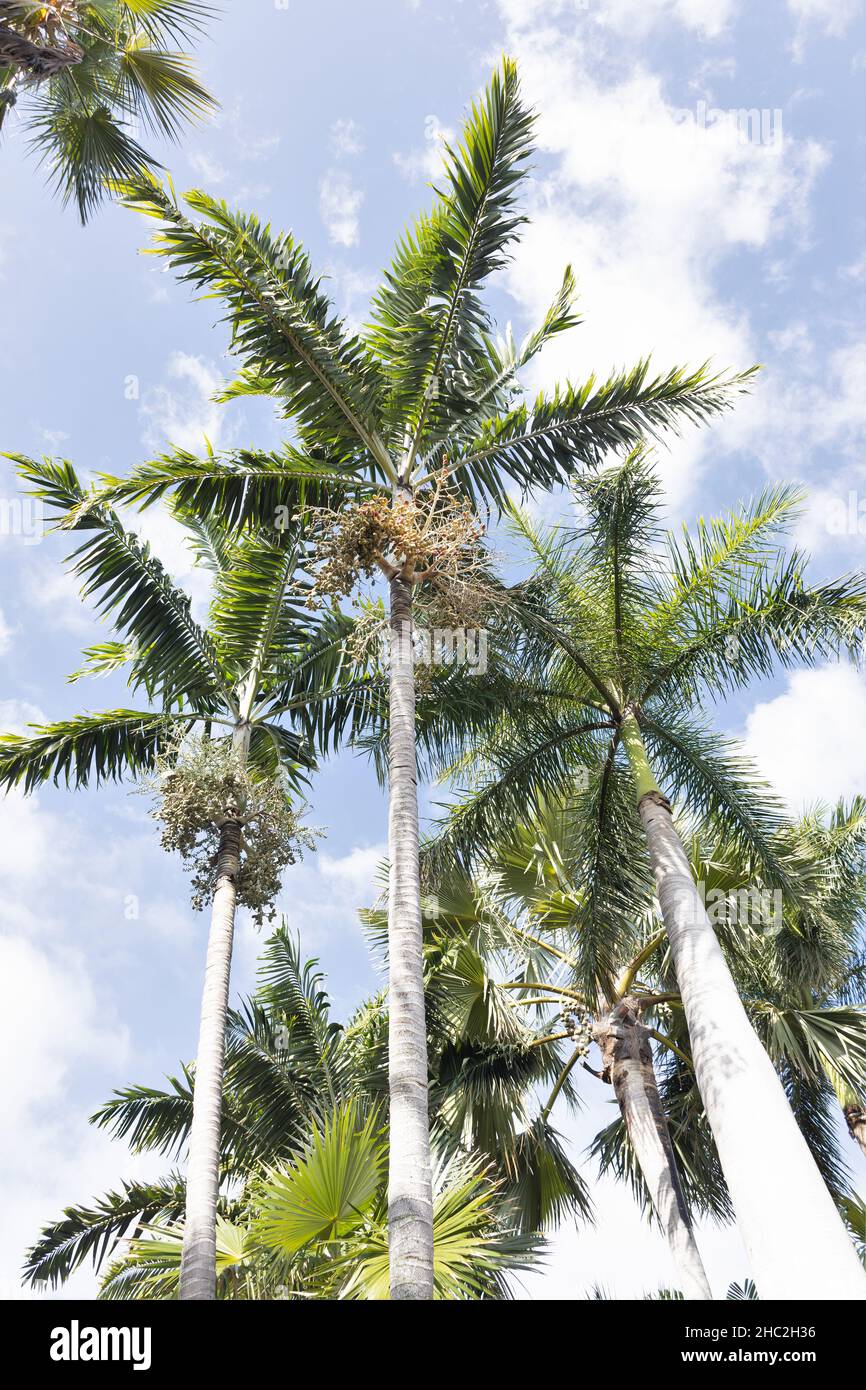 Archontophoenix alexandrae - Alexandra king palm Stock Photo - Alamy