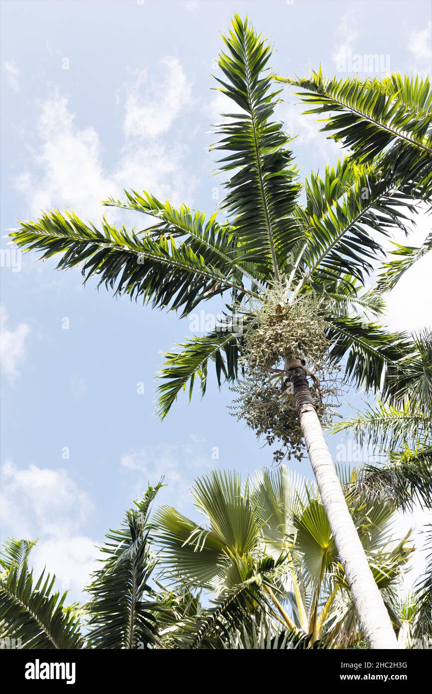 Alexandra Palm Actress