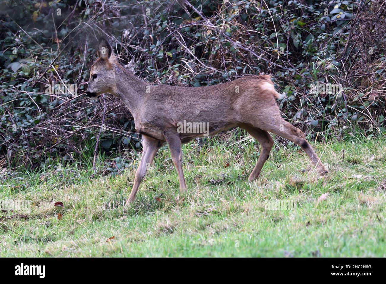 Beautiful Roe Deer doe in the Cotswold Hills Stock Photo - Alamy