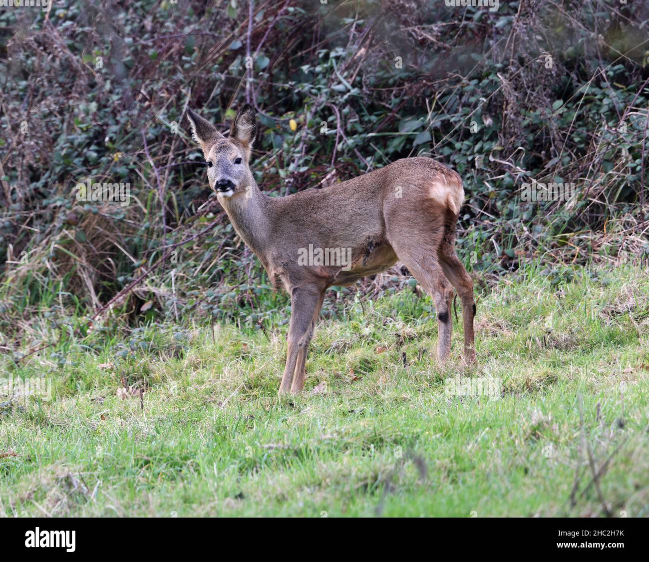 Beautiful Roe Deer doe in the Cotswold Hills Stock Photo - Alamy
