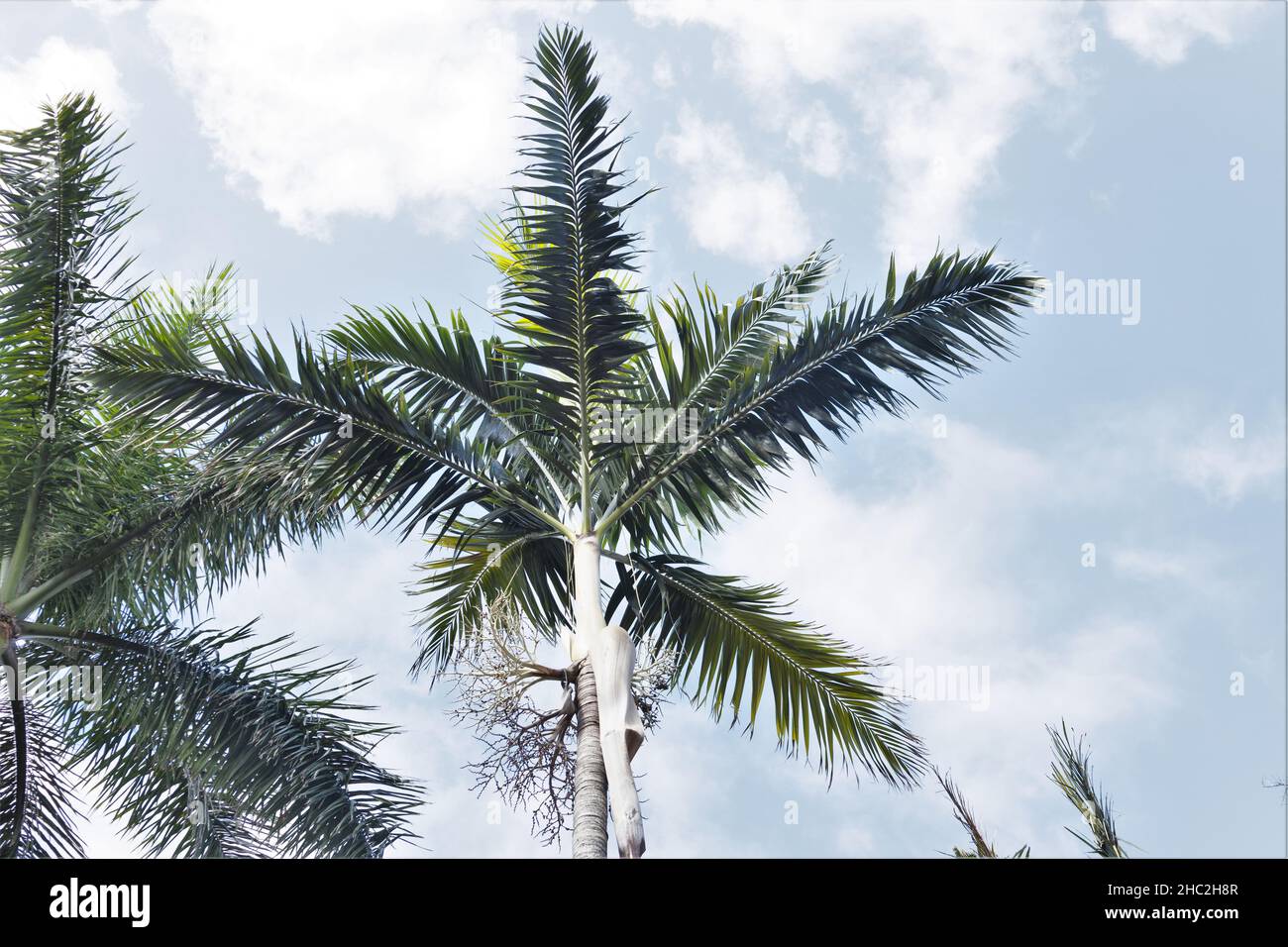 Veitchia winin hi-res stock photography and images - Alamy