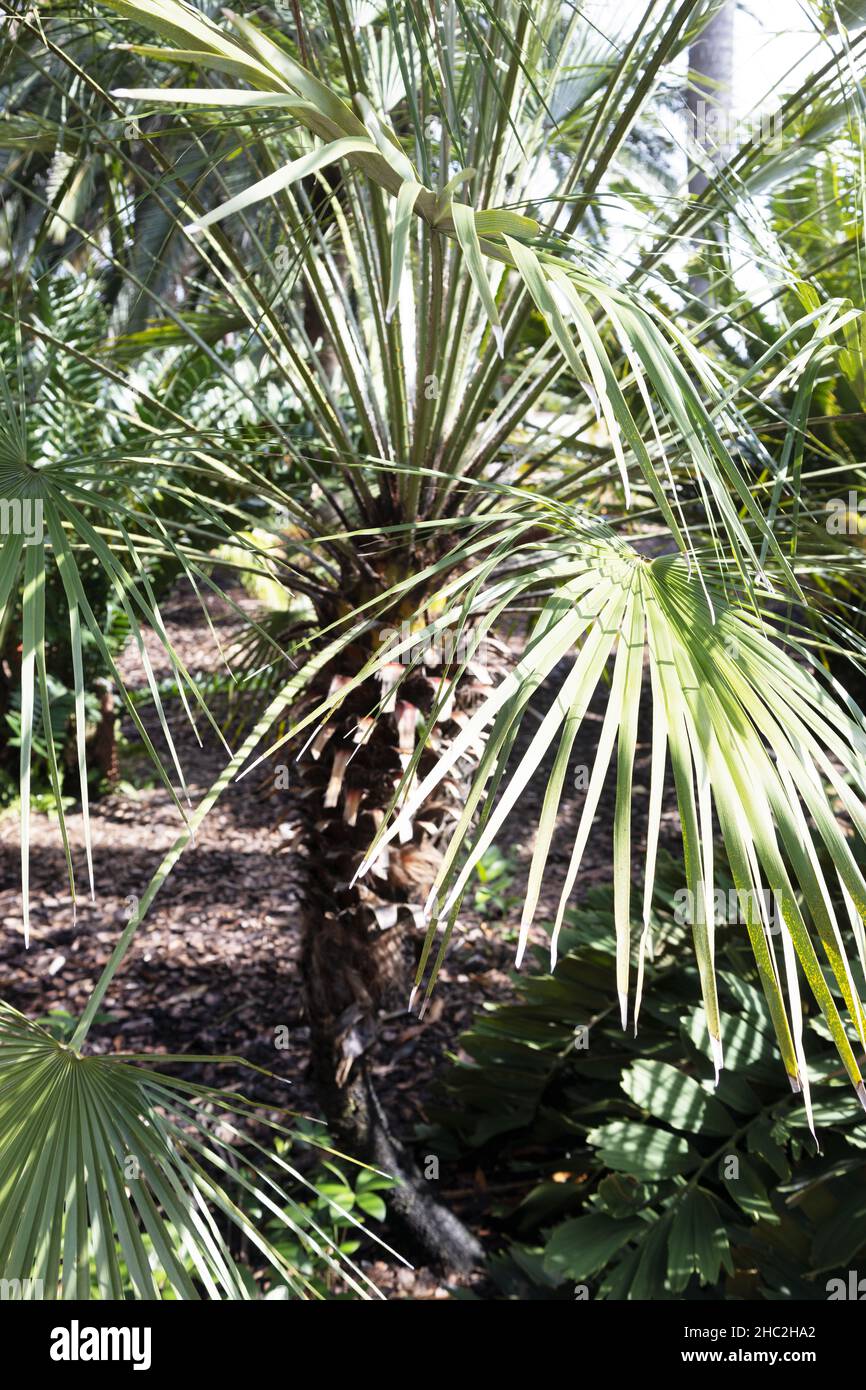 Chamaerops humilis - European fan palm Stock Photo - Alamy