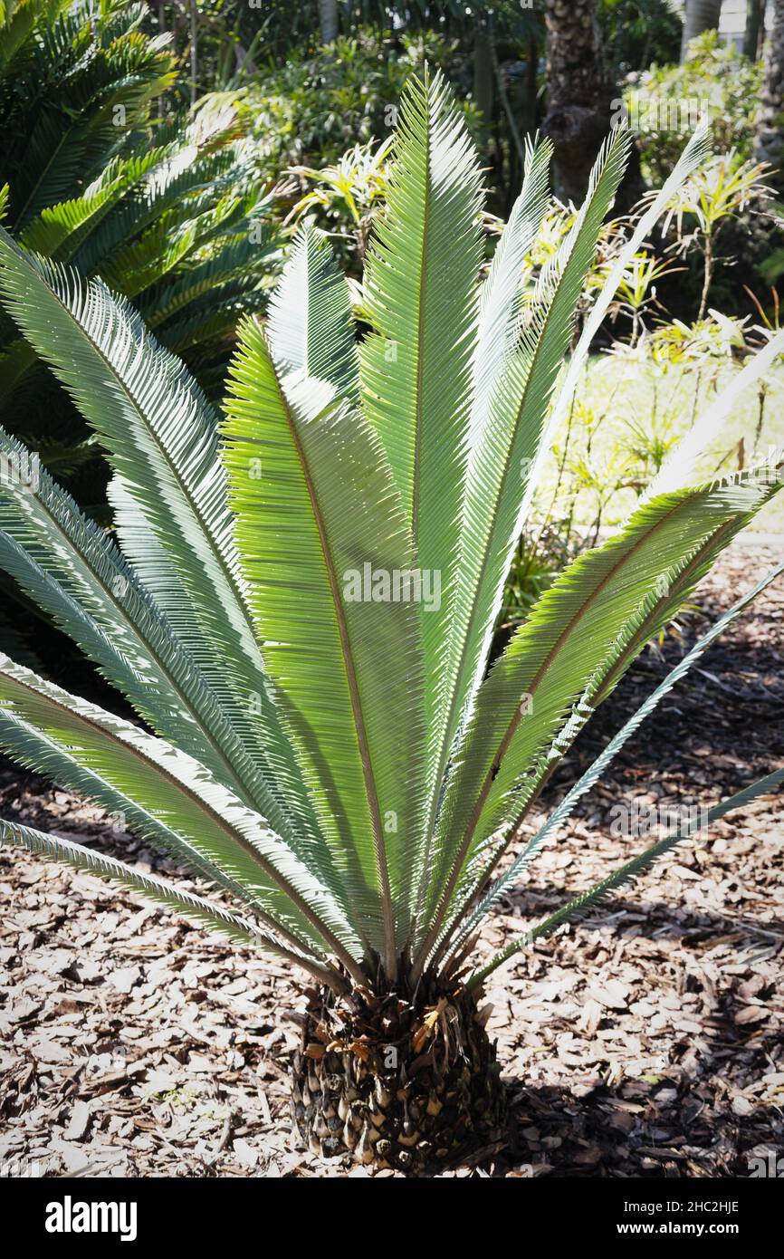 Dioon hi-res stock photography and images - Alamy