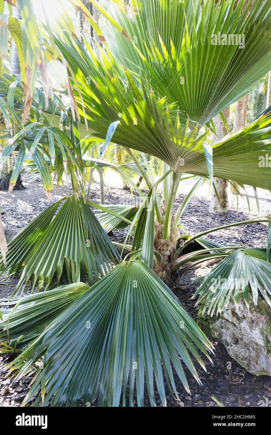 Pritchardia pacifica - Fiji fan palm Stock Photo - Alamy