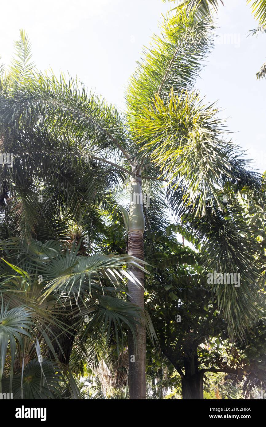 Wodyetia bifurcata - foxtail palm Stock Photo - Alamy