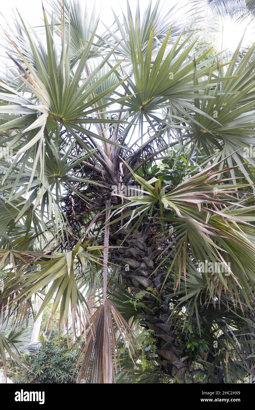 Doum hi-res stock photography and images - Alamy