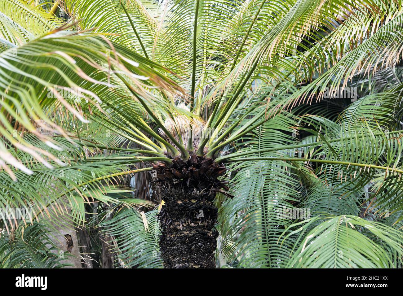 Spindle palm hi-res stock photography and images - Alamy