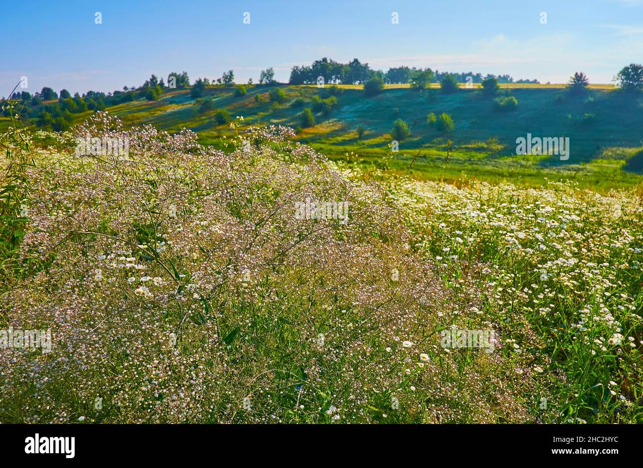 Field gypsophila hi-res stock photography and images - Alamy